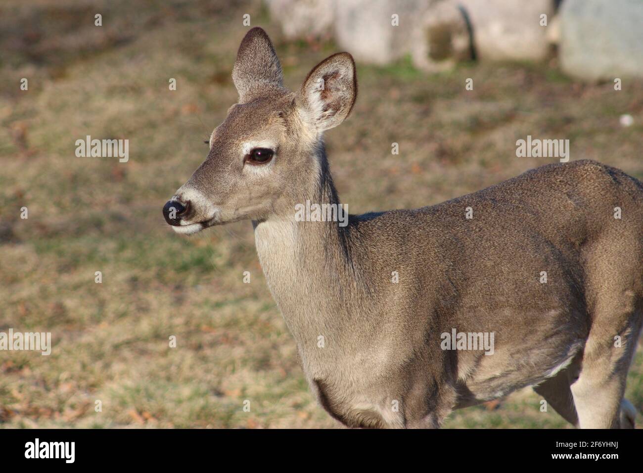 Whitetail Deer Whitetail Deer Yearling Whitetail Doe Doe High ...