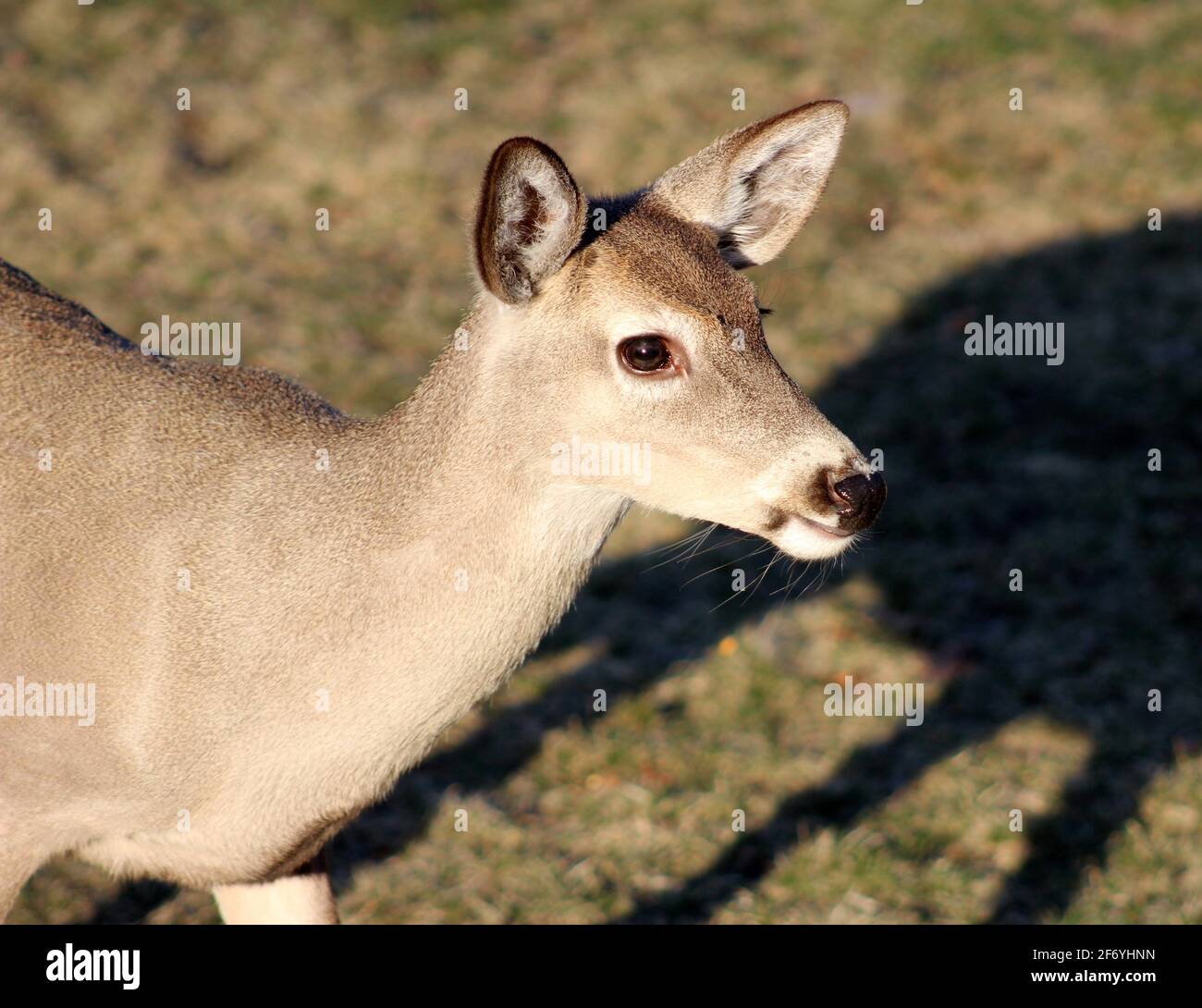 A Young Doe Standing in the Sun Stock Photo - Alamy