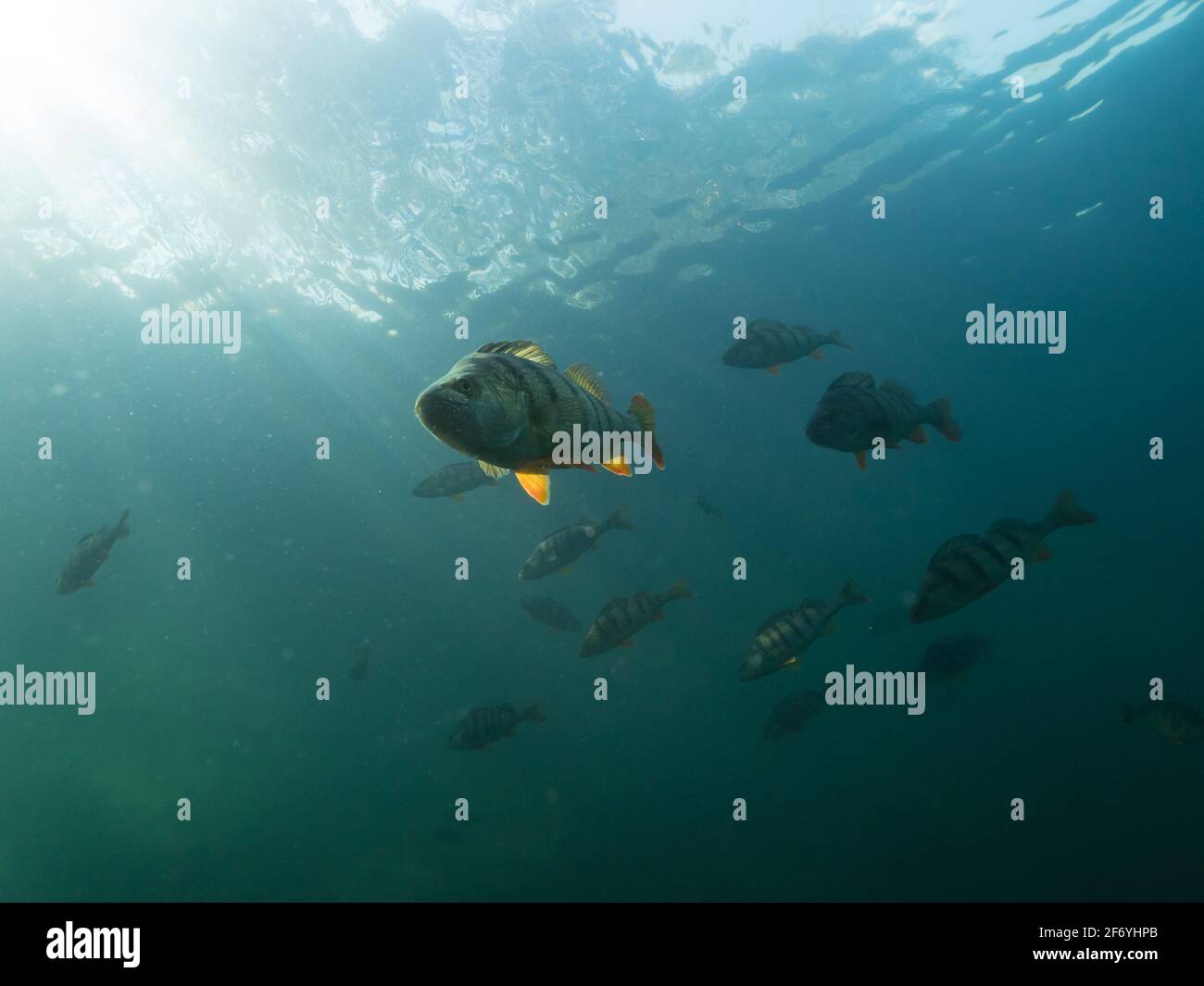 Big perch underwater hi-res stock photography and images - Alamy