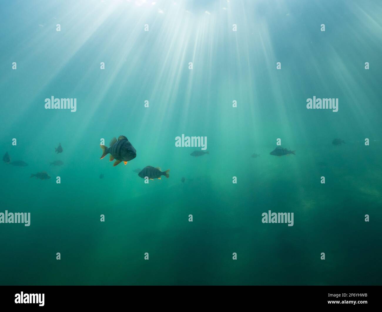 School of perch with sunrays passing water from the surface Stock Photo ...