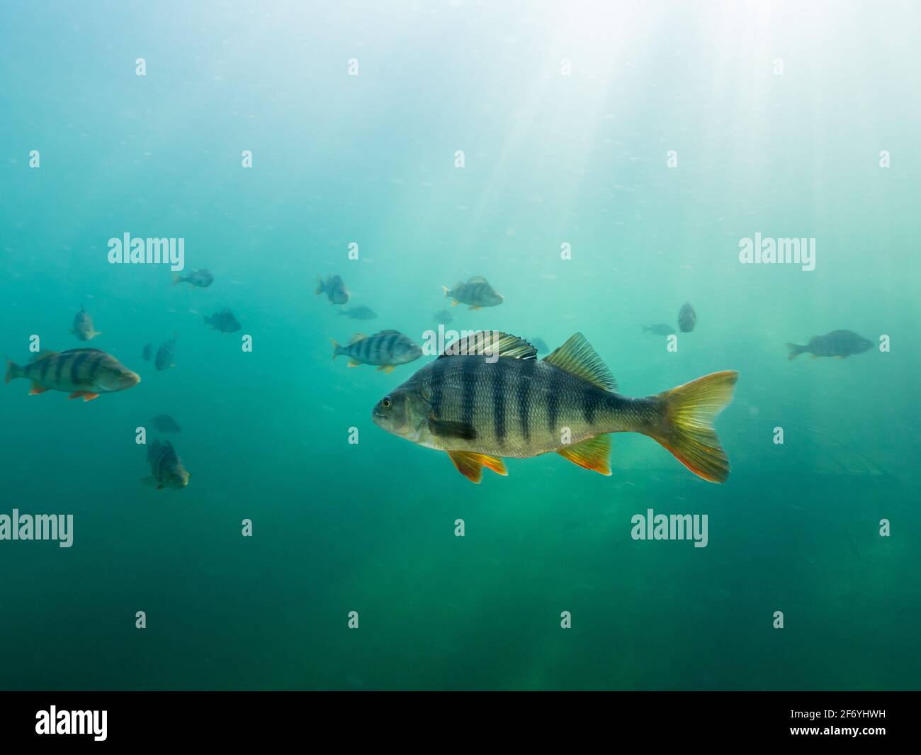 Big perch swimming underwater with school of fish in the background ...
