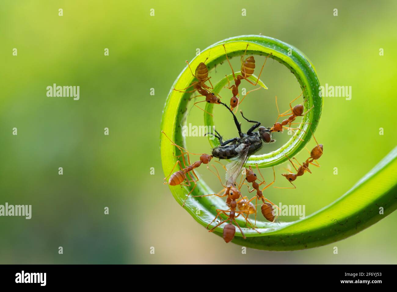 Ant action standing.Red ants are climbing green vines,,Concept team ...