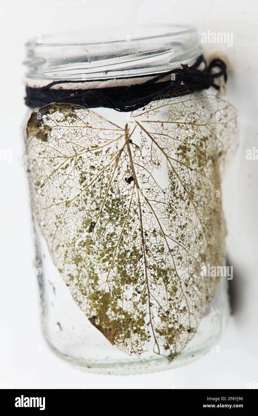 Decomposing Leaf High Resolution Stock Photography and Images - Alamy