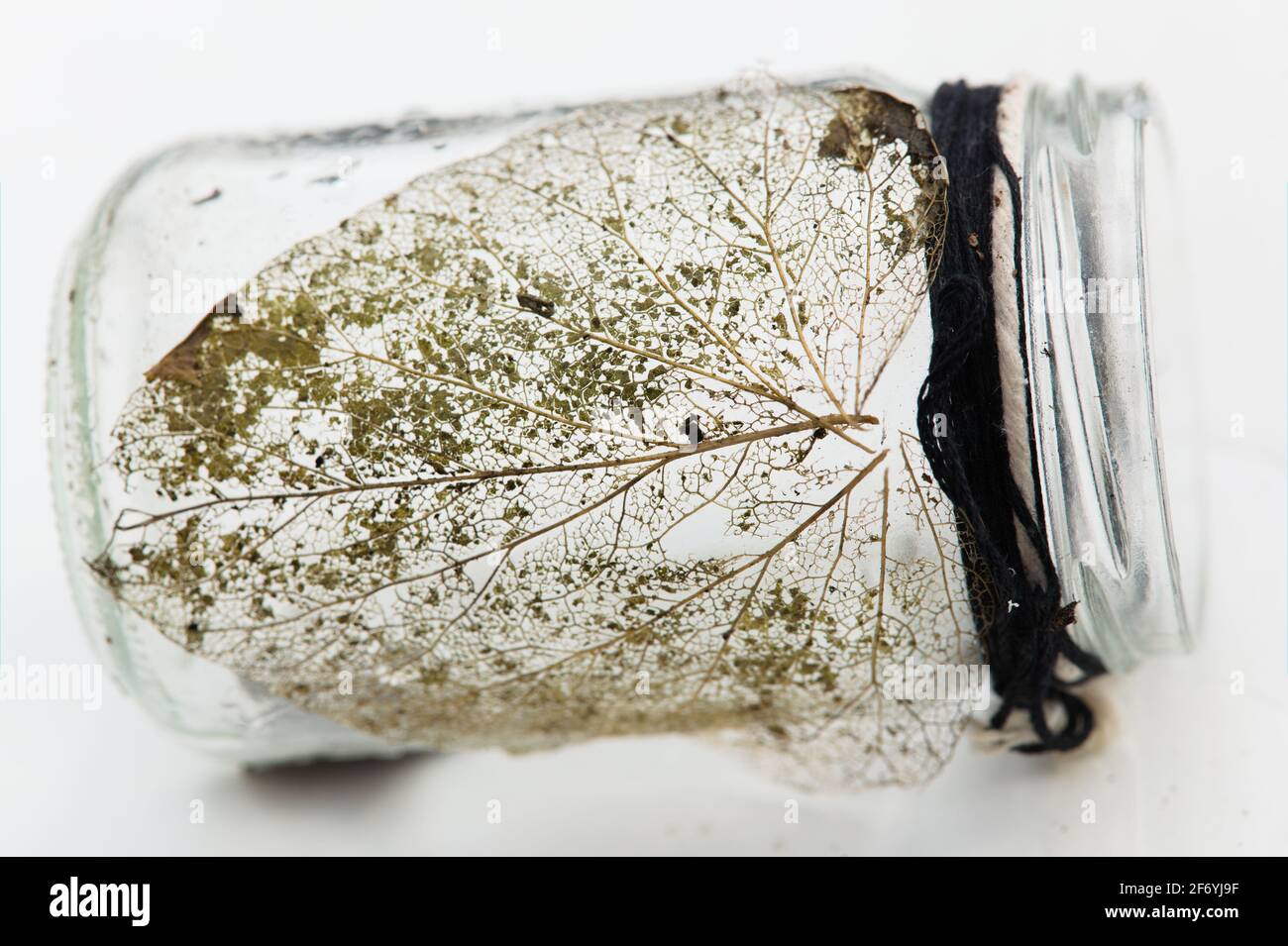 Decomposing Leaf High Resolution Stock Photography and Images - Alamy