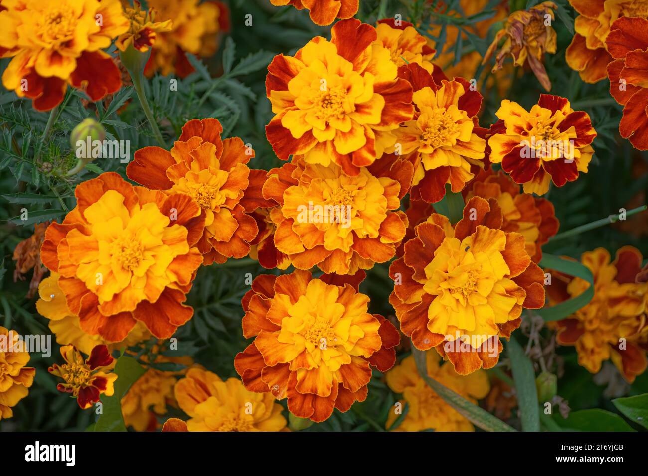 Close-up flowers of a marigold on a sunny day outdoors Stock Photo - Alamy