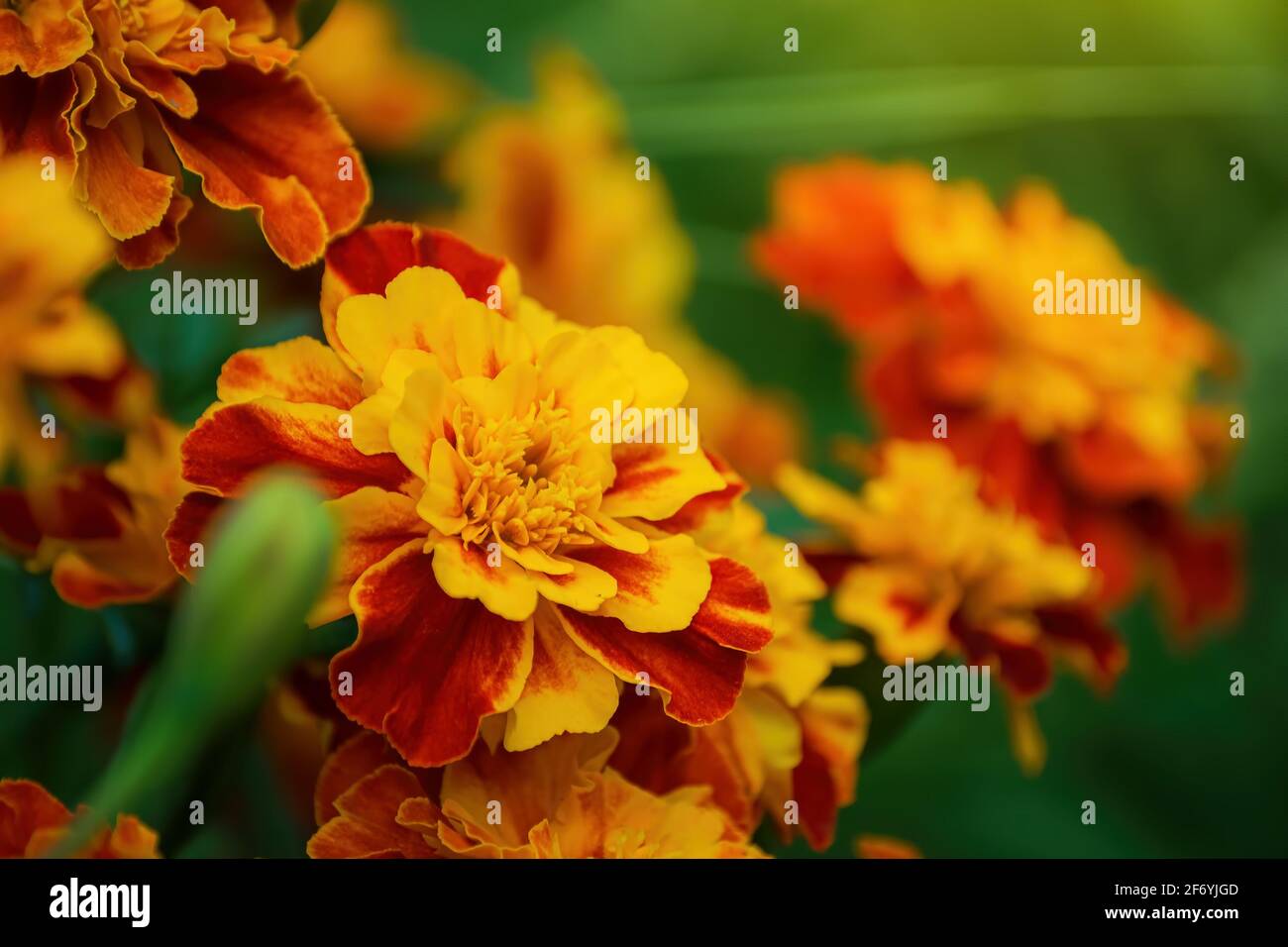 Close-up flowers of a marigold on a sunny day outdoors Stock Photo - Alamy