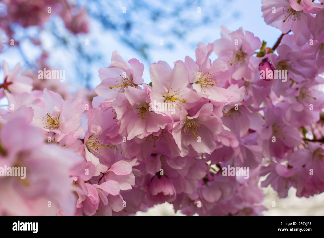 Pink cherry blossom branch during spring with blue sky in the ...
