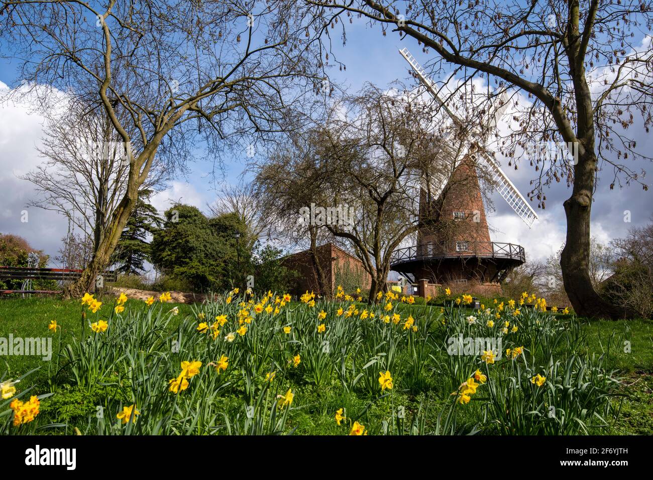 Spring daffodils at Green's Windmill and Science Centre, Sneinton ...