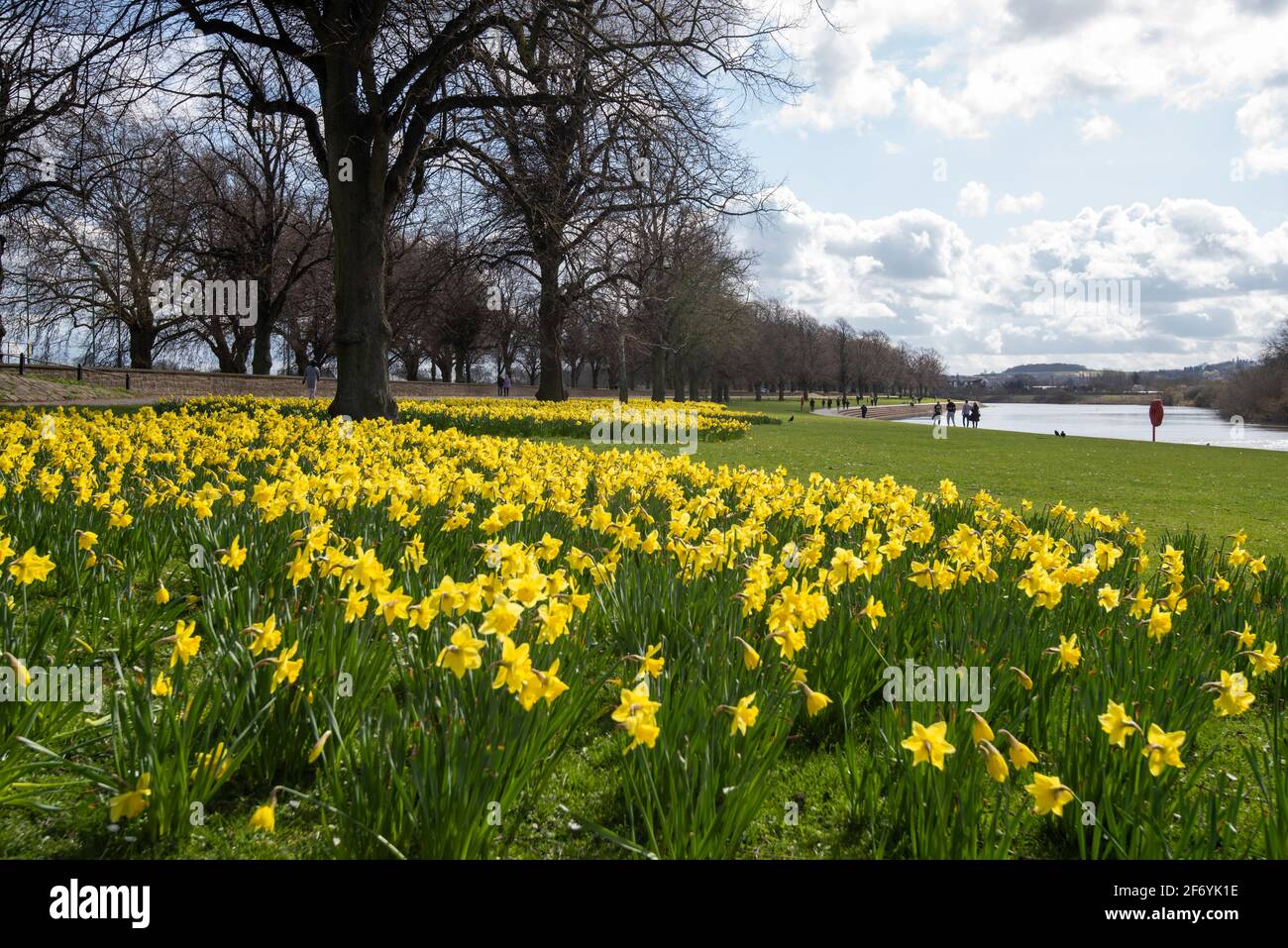 Spring daffodils at Victoria Embankment in Nottingham, Nottinghamshire ...