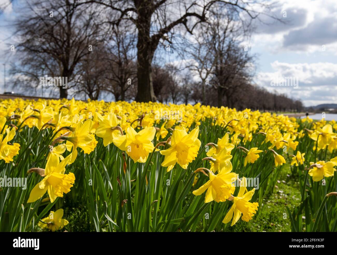 Spring daffodils at Victoria Embankment in Nottingham, Nottinghamshire ...