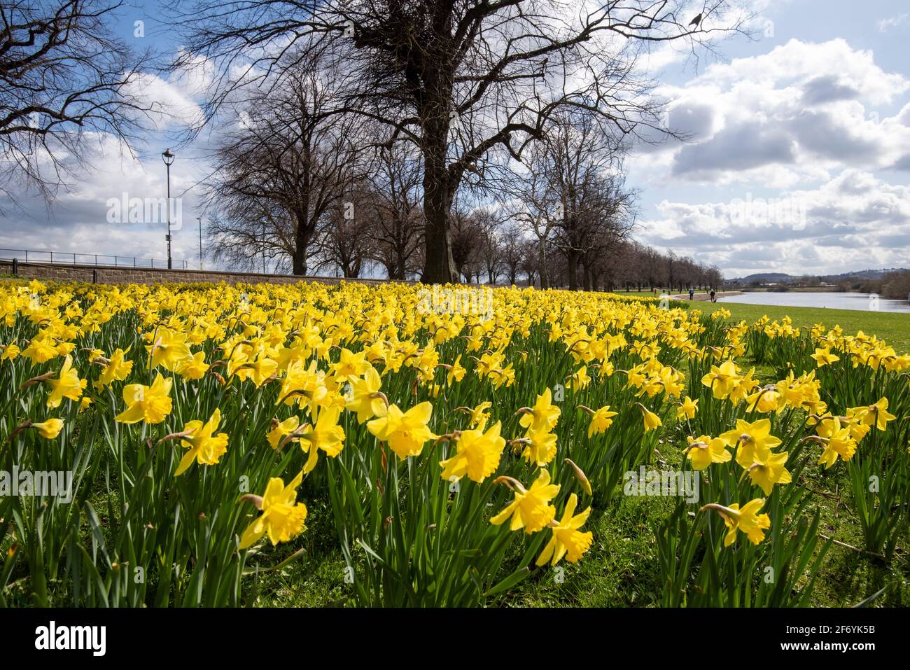 Spring daffodils at Victoria Embankment in Nottingham, Nottinghamshire ...