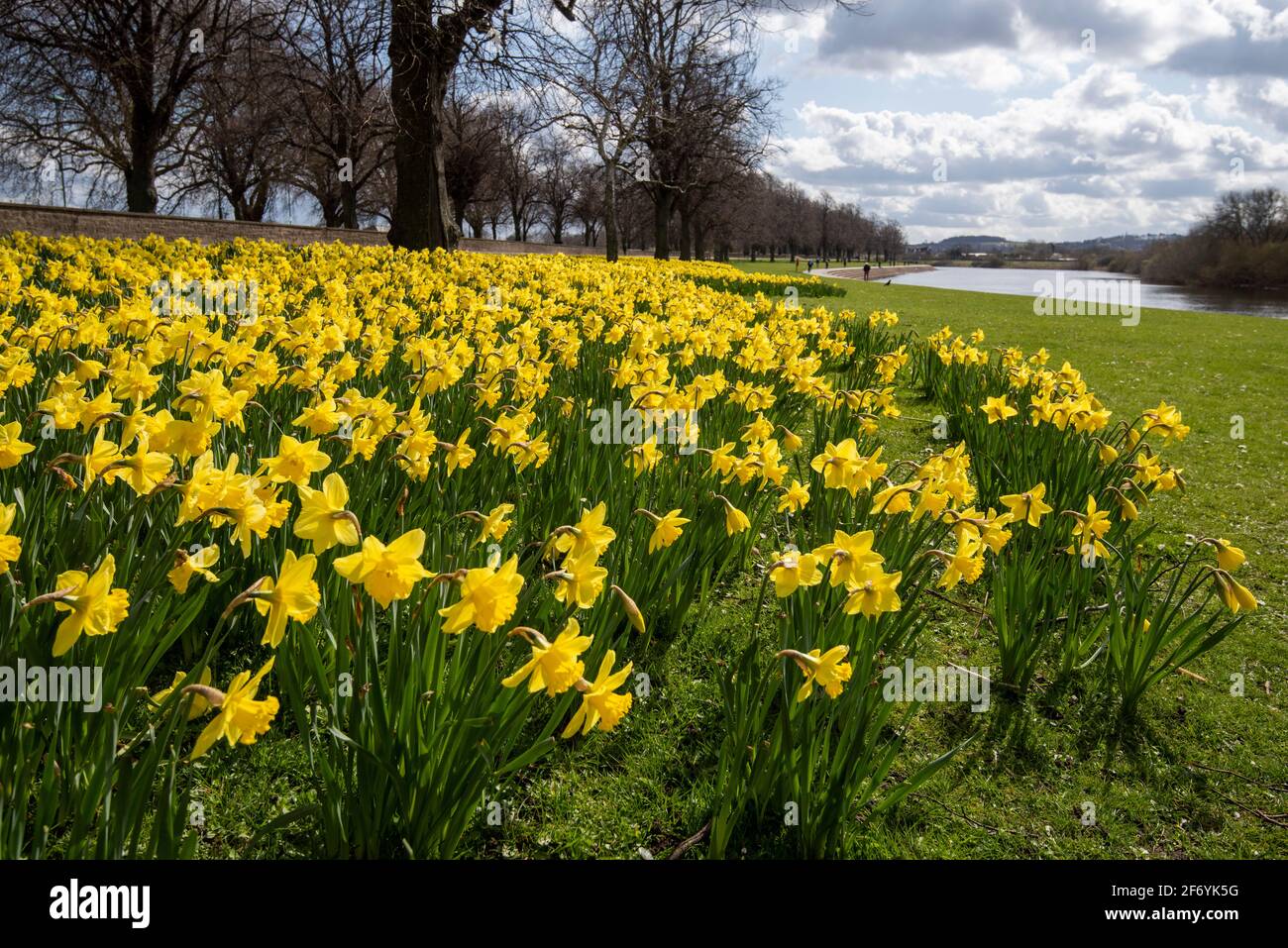 Spring daffodils at Victoria Embankment in Nottingham, Nottinghamshire ...
