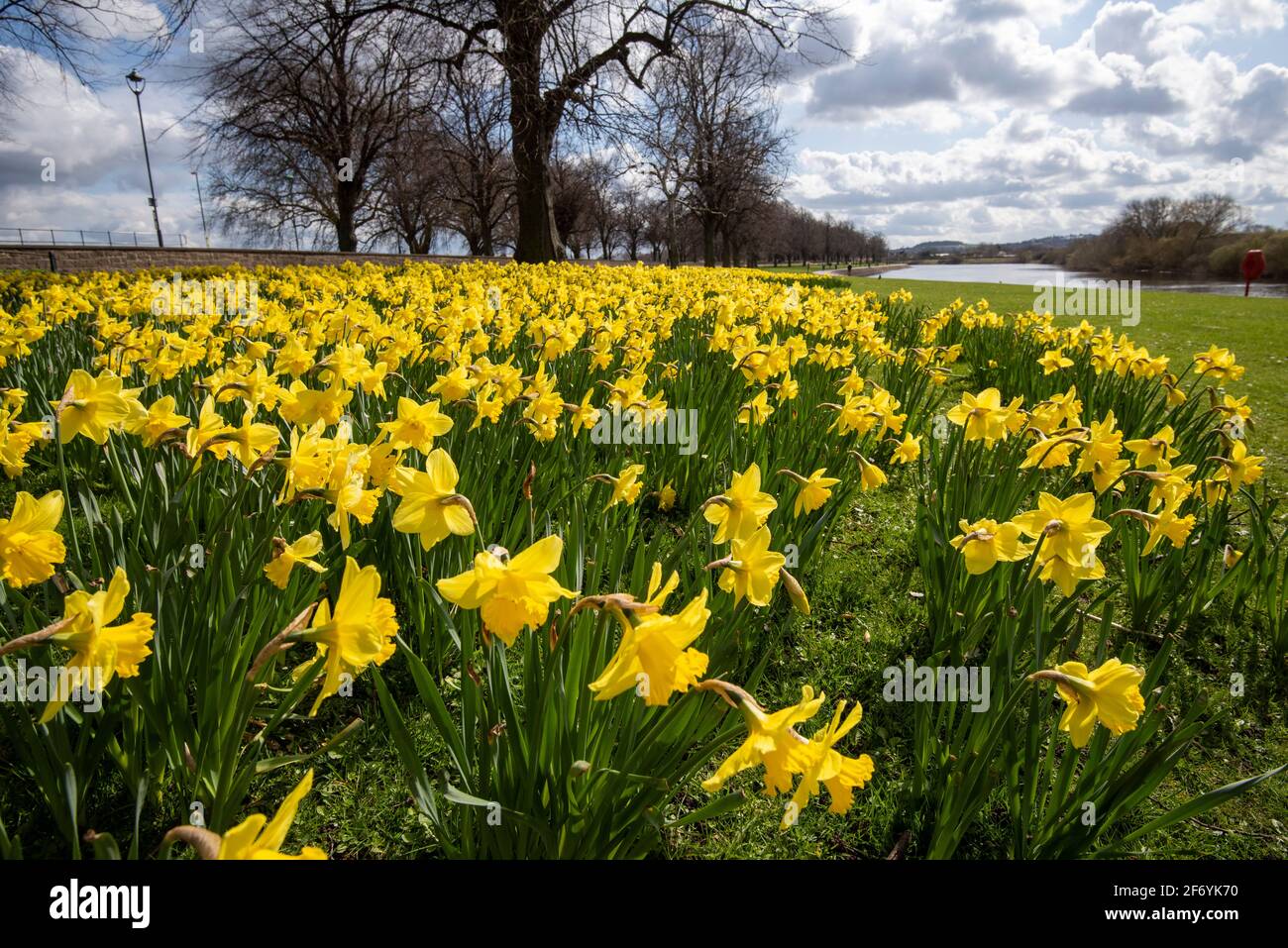 Spring daffodils at Victoria Embankment in Nottingham, Nottinghamshire ...