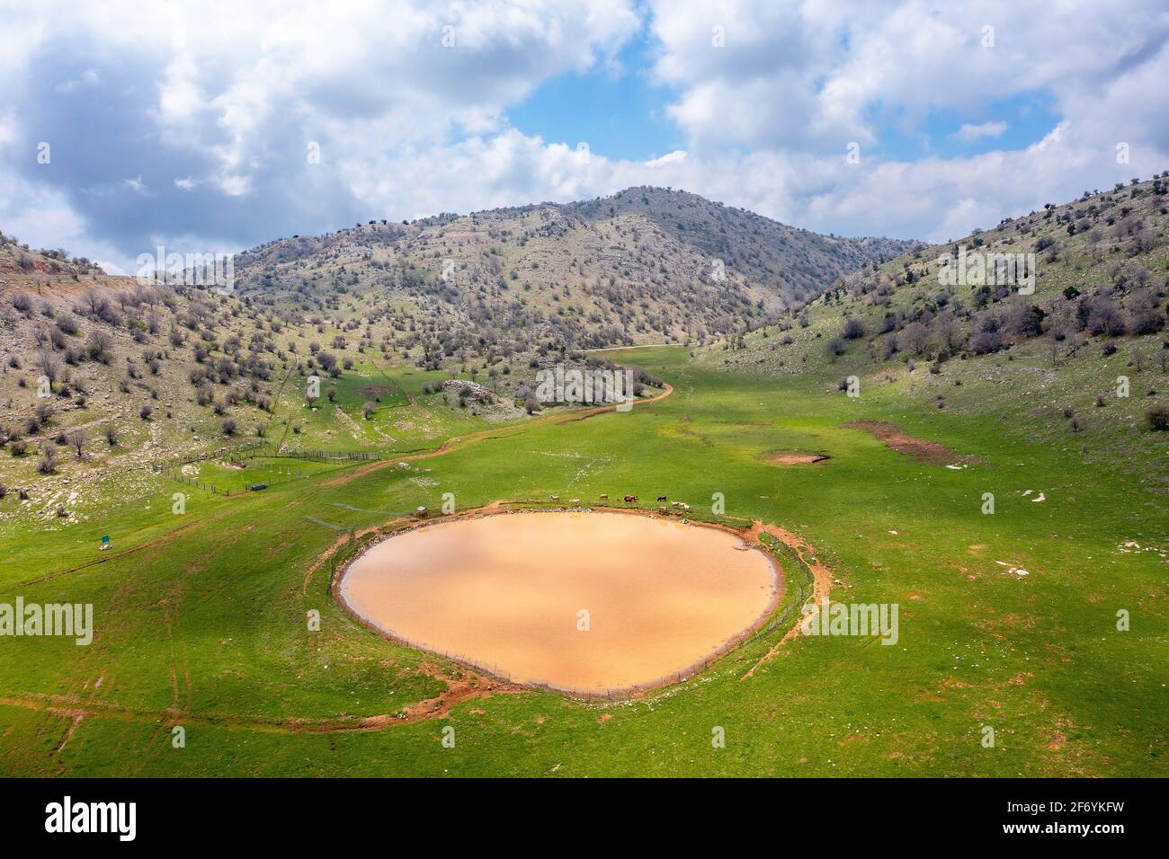 Horses and Cattle grazing by a natural Pond in a valley, Aerial view ...