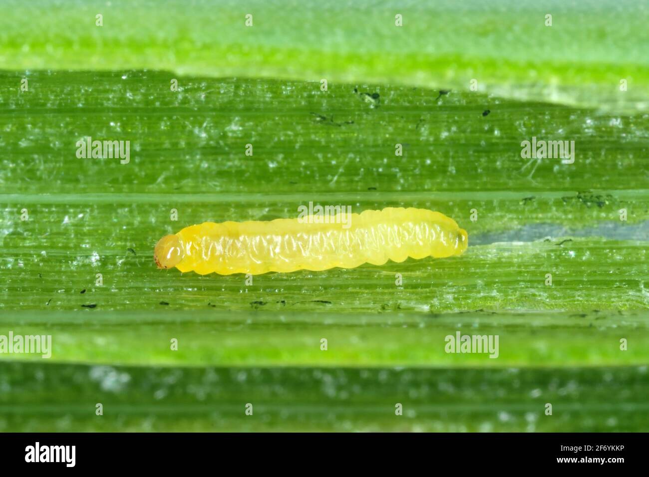 Vegetable weevil larva hi-res stock photography and images - Alamy