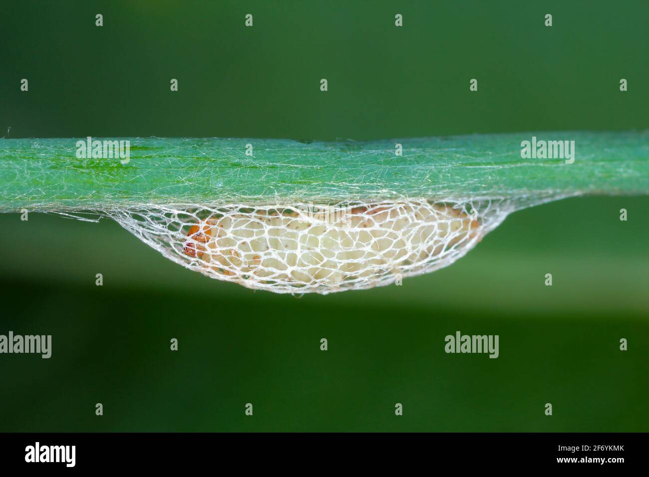 Pupa of leek moth or onion leaf miner (Acrolepiopsis assectella) family ...