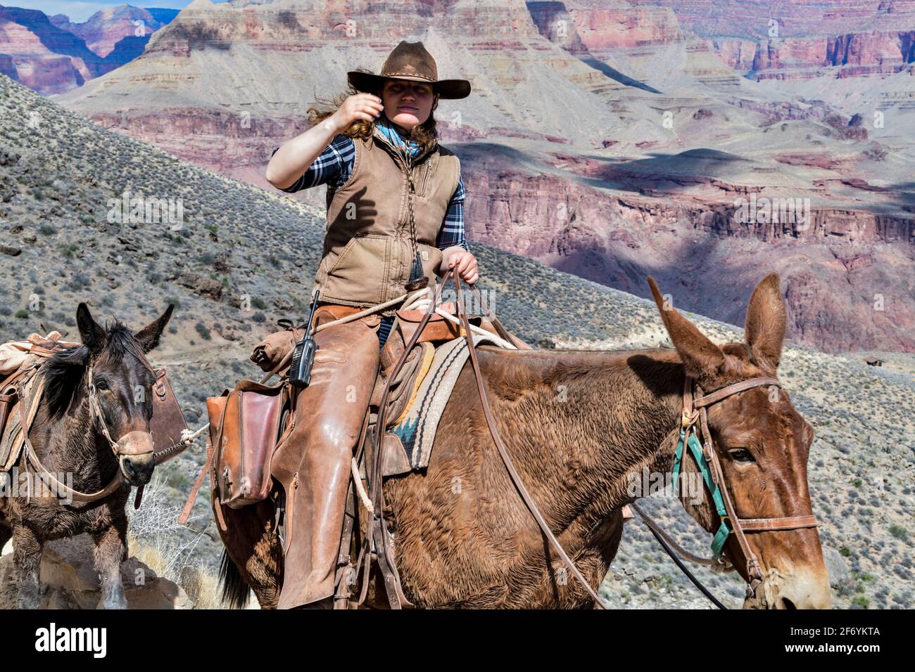 Grand Canyon Mule Train Stock Photo - Alamy