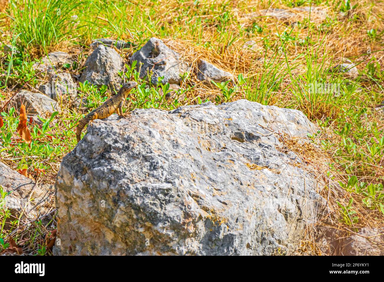 Iguana lizards on a hot stone in tropical nature in Playa del Carmen ...