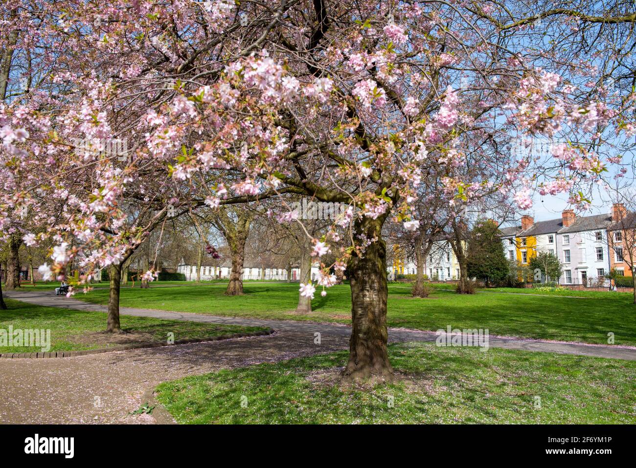 Spring blossom at Victoria Park in Sneinton Nottingham, Nottinghamshire ...