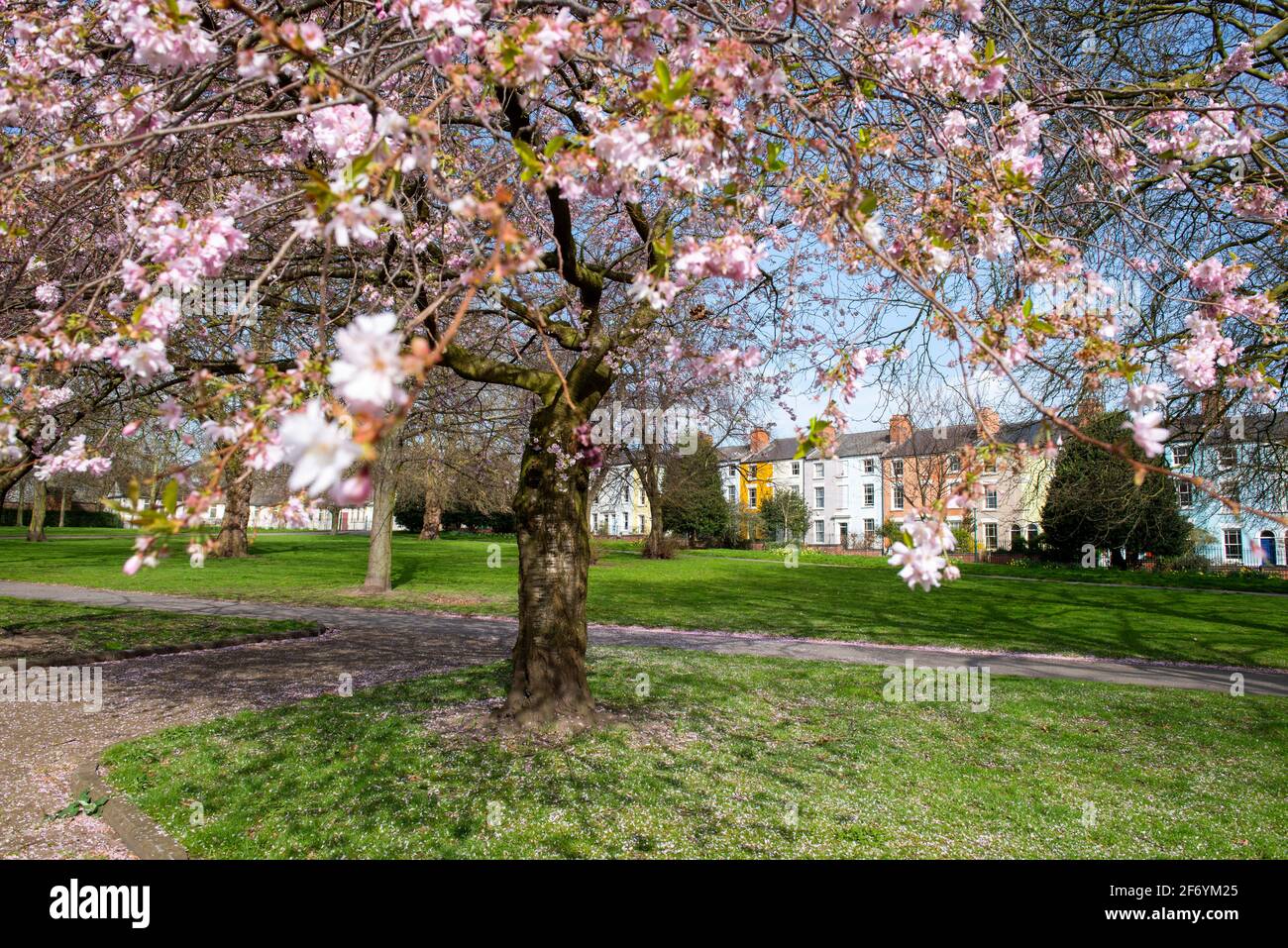 Spring blossom at Victoria Park in Sneinton Nottingham, Nottinghamshire ...
