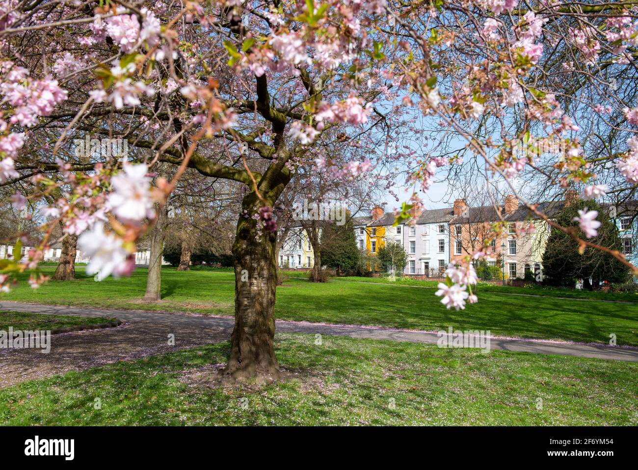 Spring blossom at Victoria Park in Sneinton Nottingham, Nottinghamshire ...