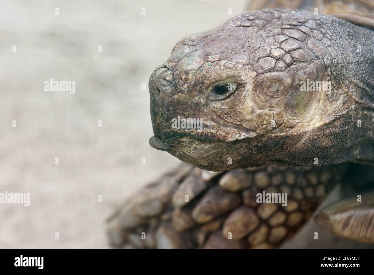 Elephant turtle hi-res stock photography and images - Alamy
