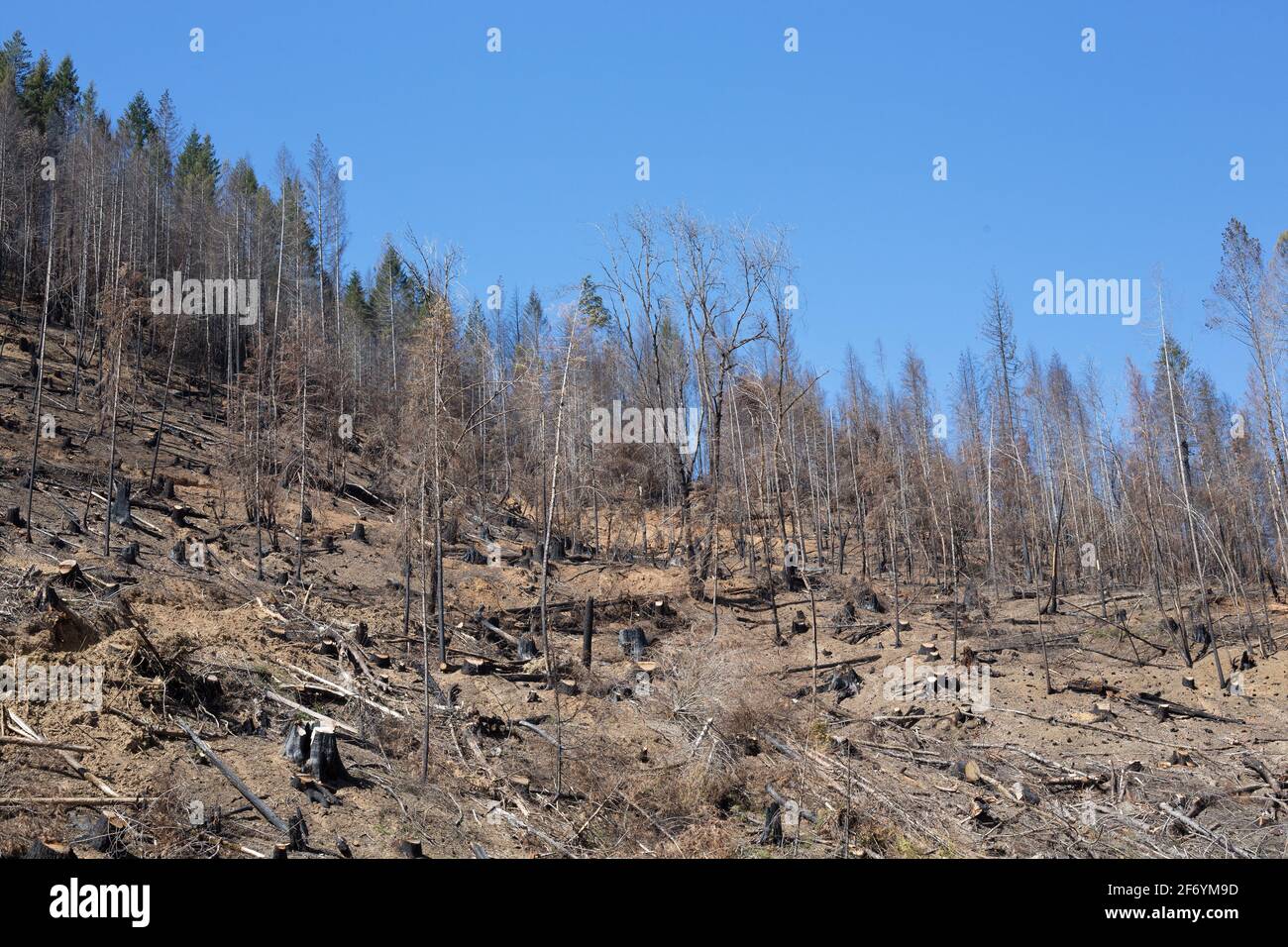 Burnt trees in a forest in northern California being cleared out after ...