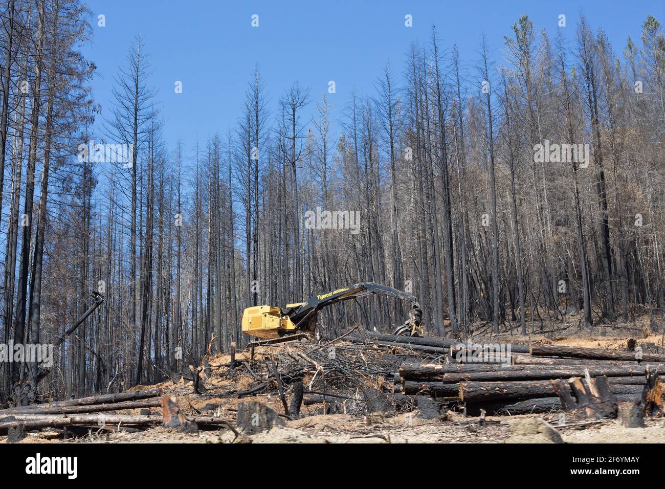 Burnt trees in a forest in northern California being cleared out after ...