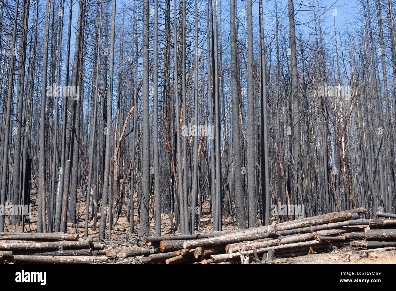 Burnt trees in a forest in northern California being cleared out after ...