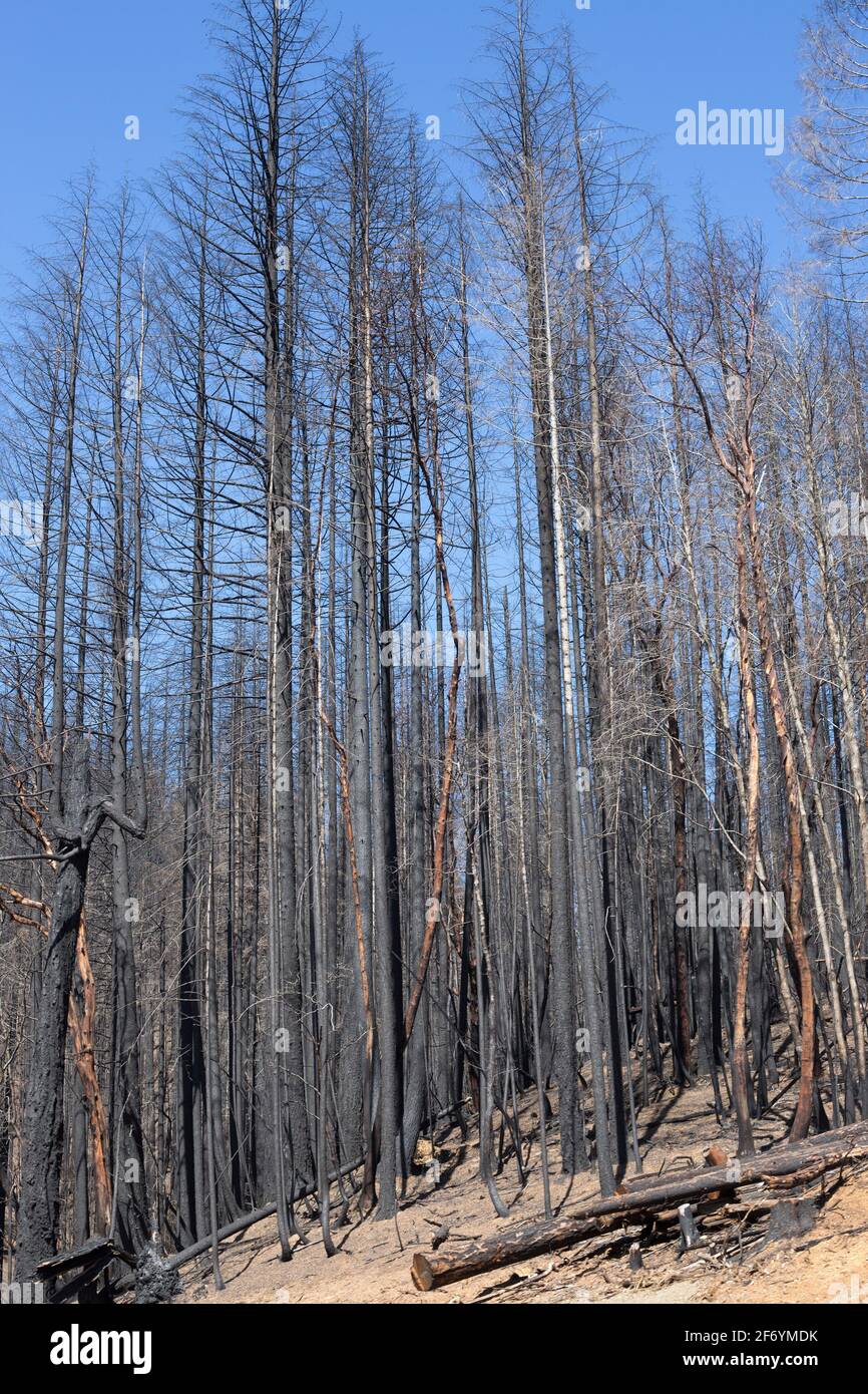 Burnt trees in a forest in northern California after a wildfire Stock ...