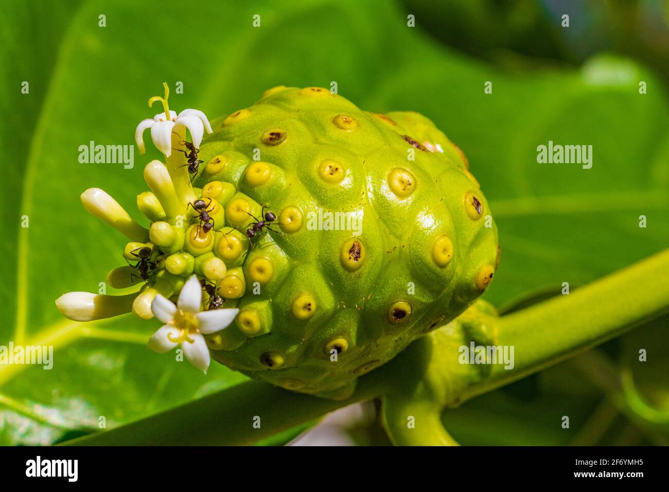 Noni Flowers High Resolution Stock Photography and Images - Alamy