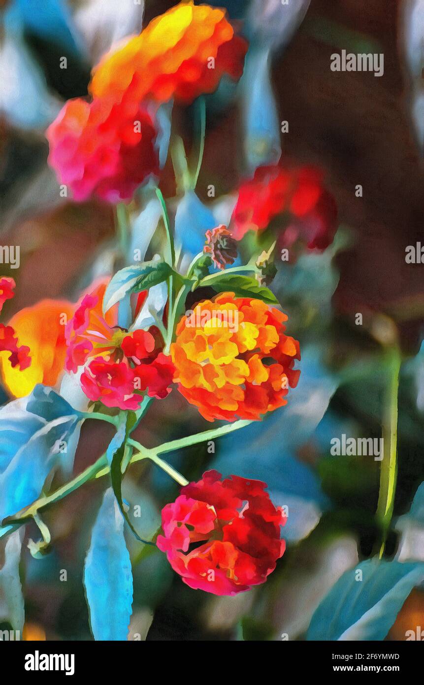 Illustrations flowers Lantana camara Stock Photo - Alamy