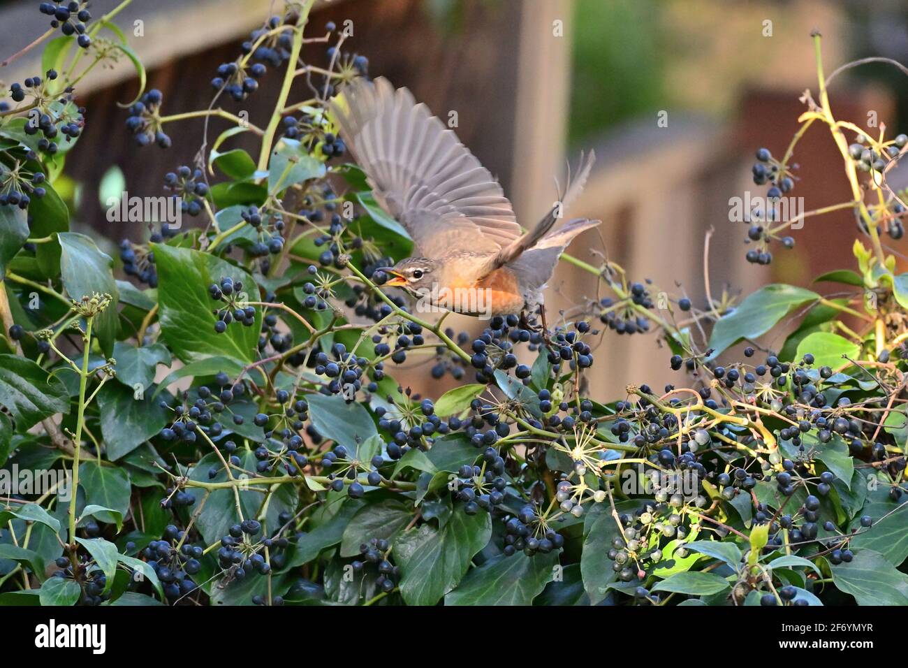 American Robin in Flight with Food Stock Photo - Alamy