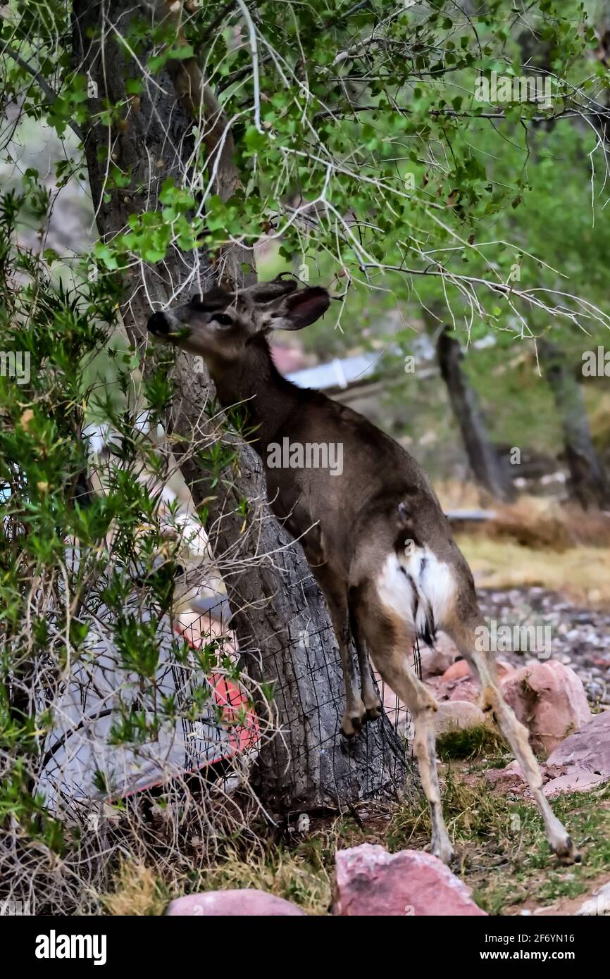 Mule Deer stretching out for leaves Stock Photo - Alamy