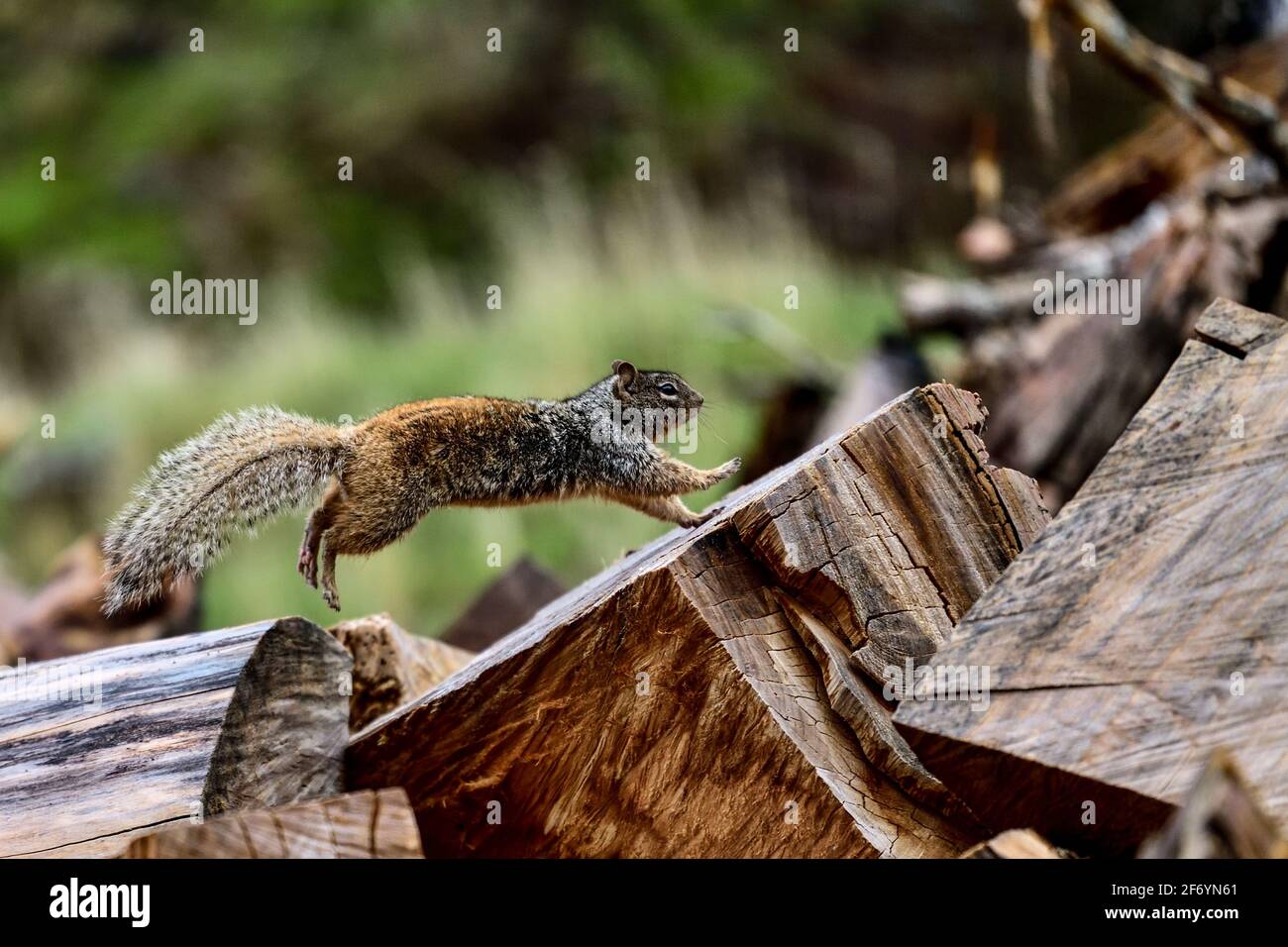 Grand canyon wildlife hi-res stock photography and images - Alamy