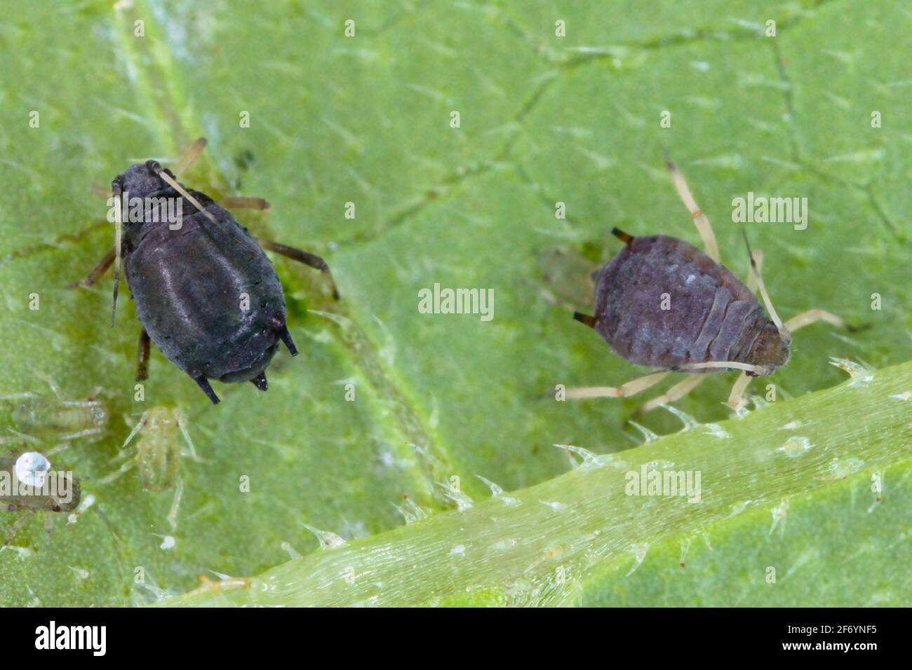 Colony of Cotton aphid (also called melon aphid and cotton aphid ...