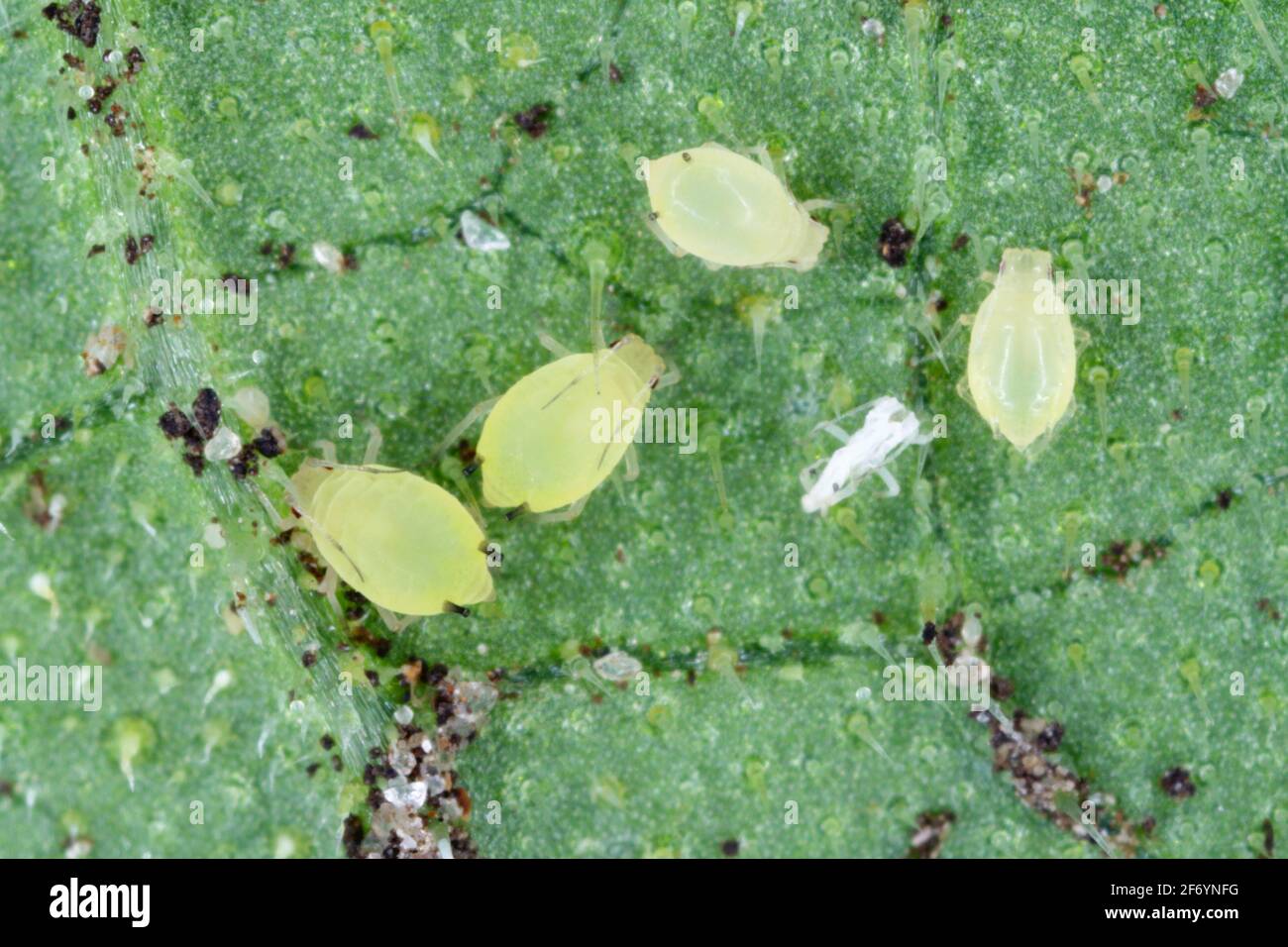 Melon aphid hi-res stock photography and images - Alamy