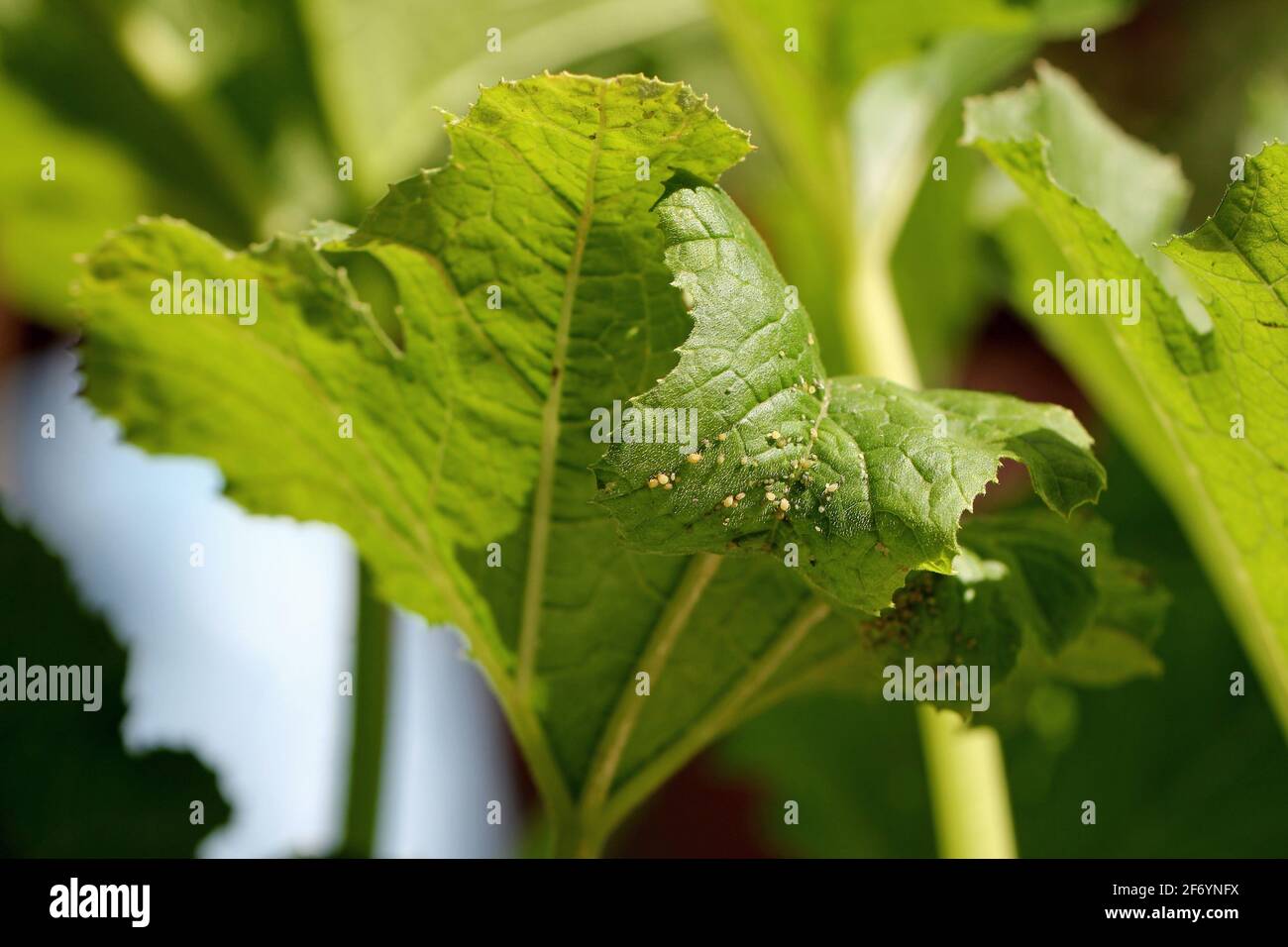 Melon aphid hi-res stock photography and images - Alamy