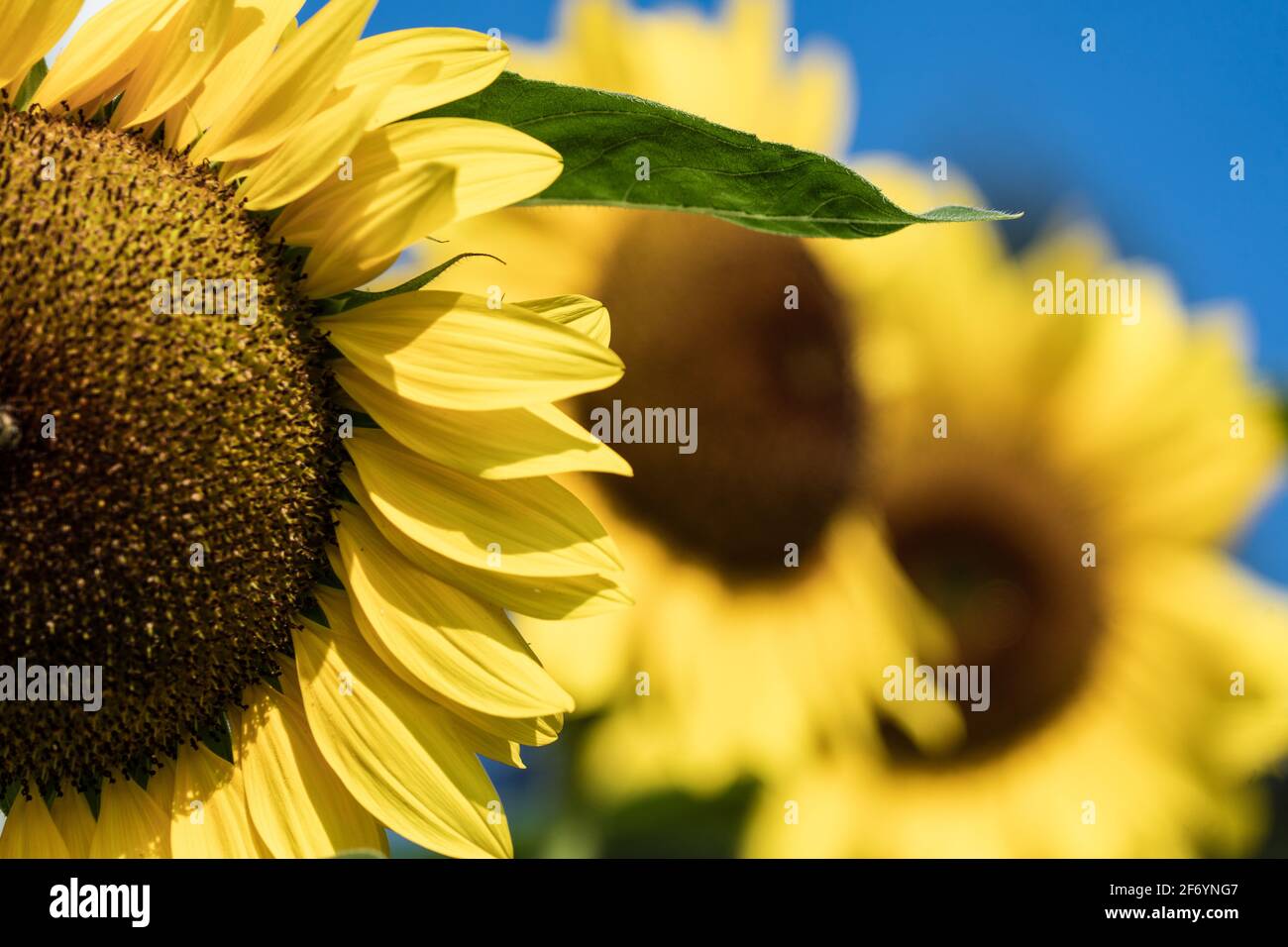 Three sunflowers in a row Stock Photo - Alamy
