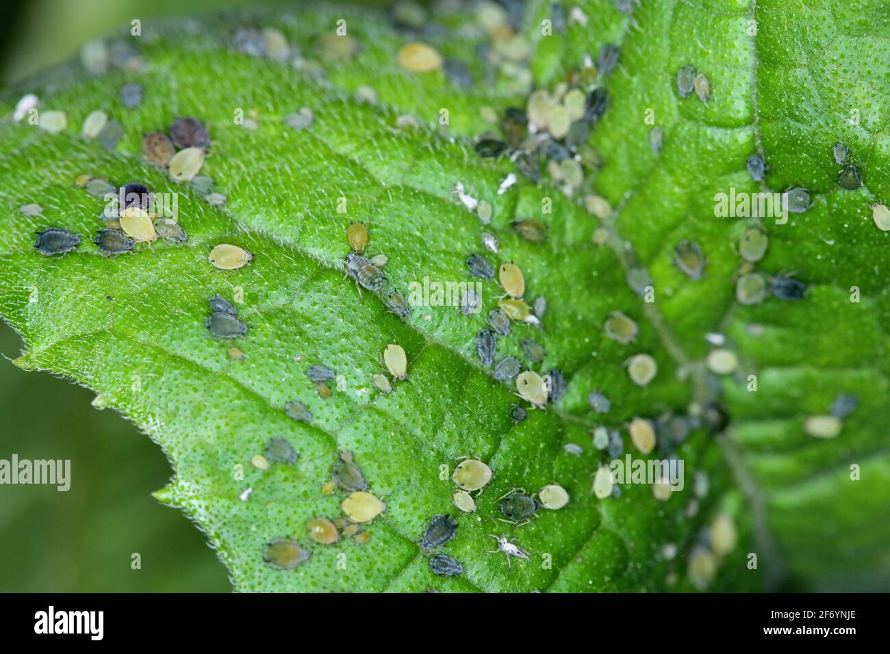 Melon aphid hi-res stock photography and images - Alamy