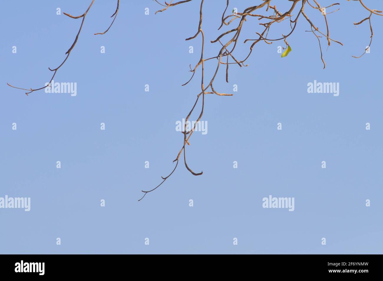 branch or tree and blue sky, sky background Stock Photo - Alamy
