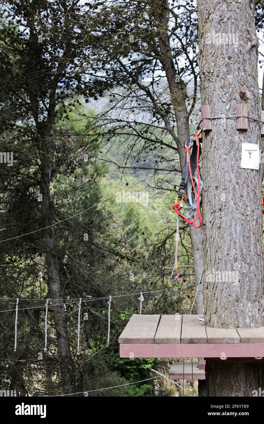 wooden base in the trunk of the tree, installation for canopy, forest ...
