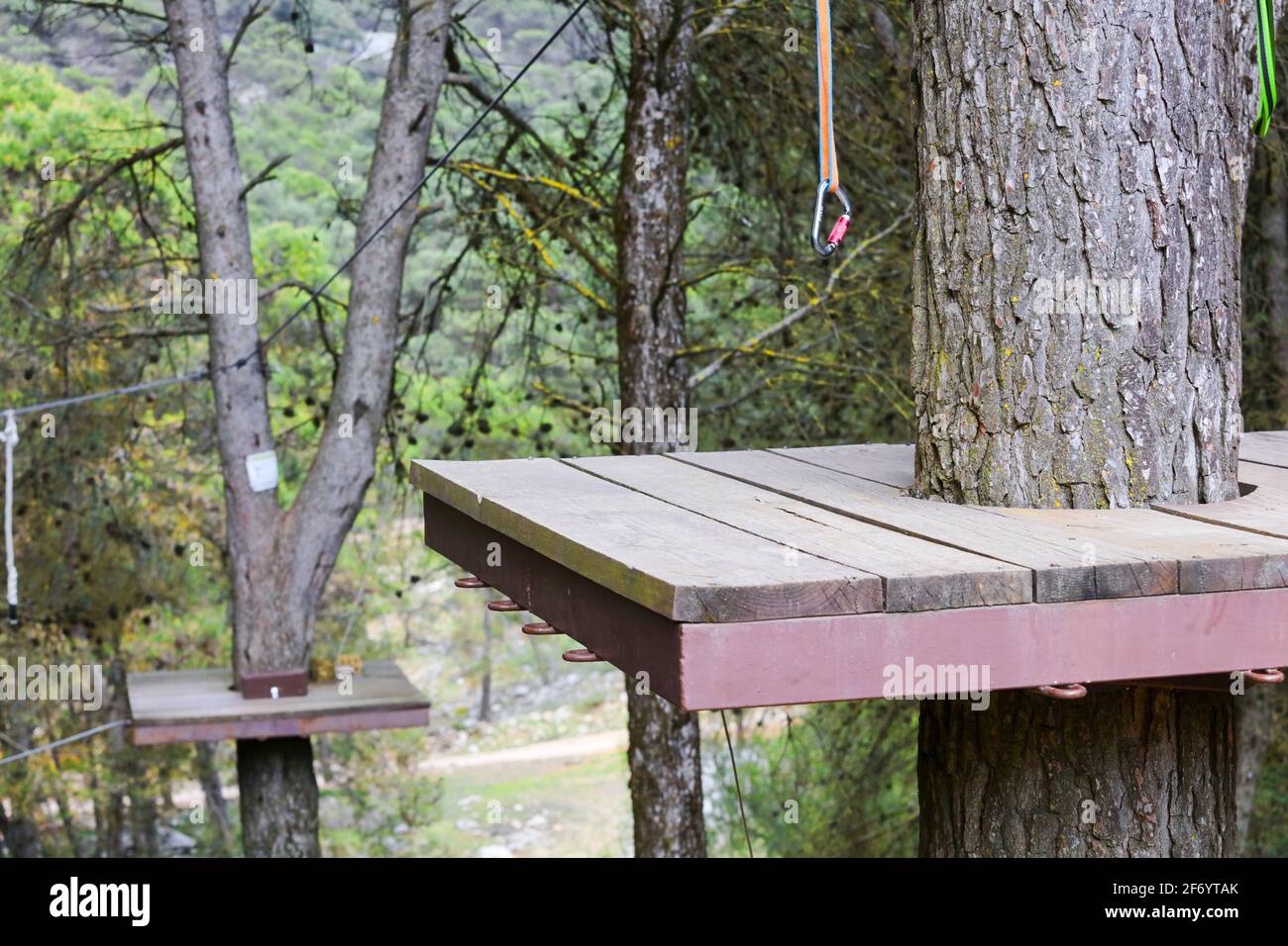 wooden base in the trunk of the tree, installation for canopy, forest ...