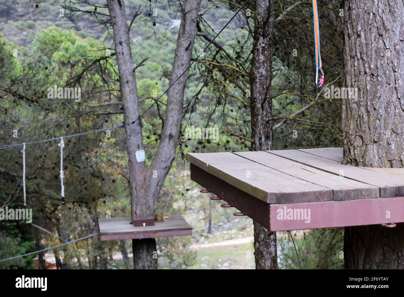 wooden base in the trunk of the tree, installation for canopy, forest ...