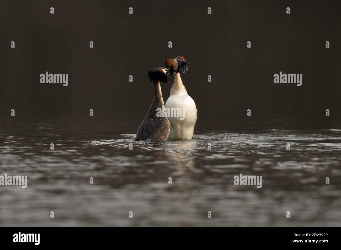Great crested grebes (Podiceps cristatus) pair performing part of the ...