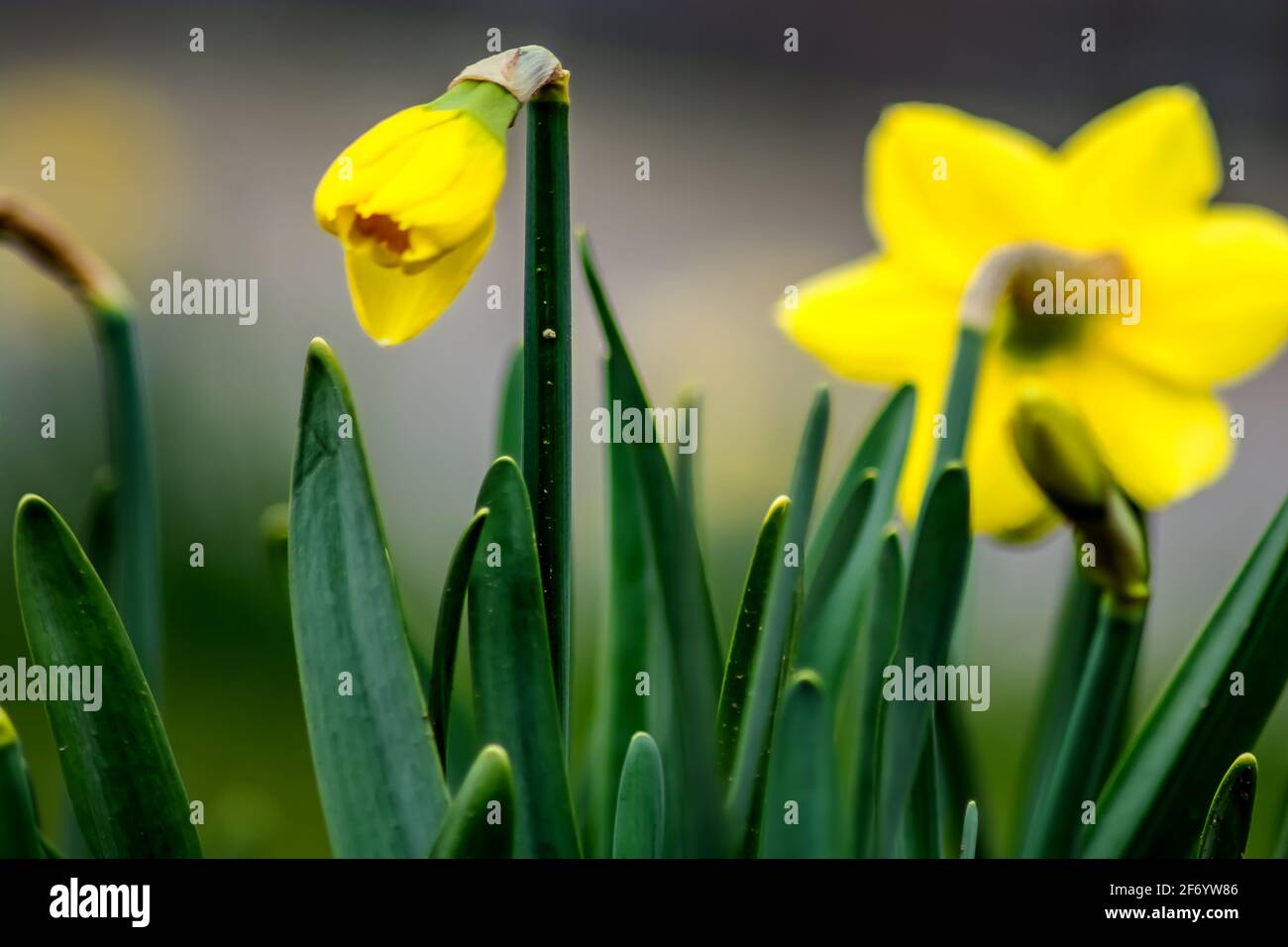 Floral : Daffodil buds Stock Photo - Alamy