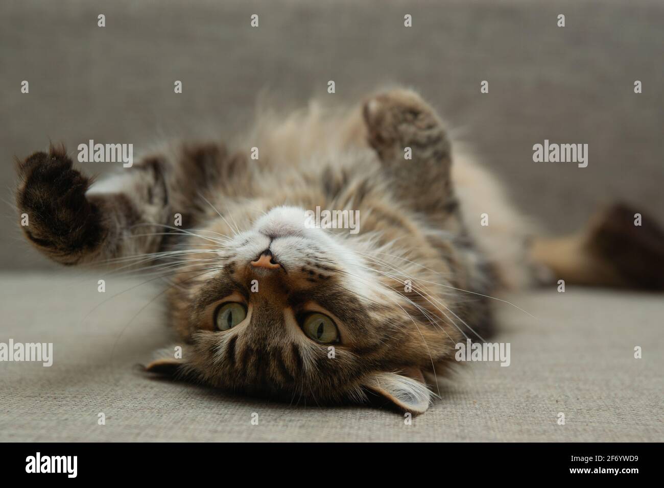 Front view of cute beautiful cat resting in her dreams Stock Photo - Alamy
