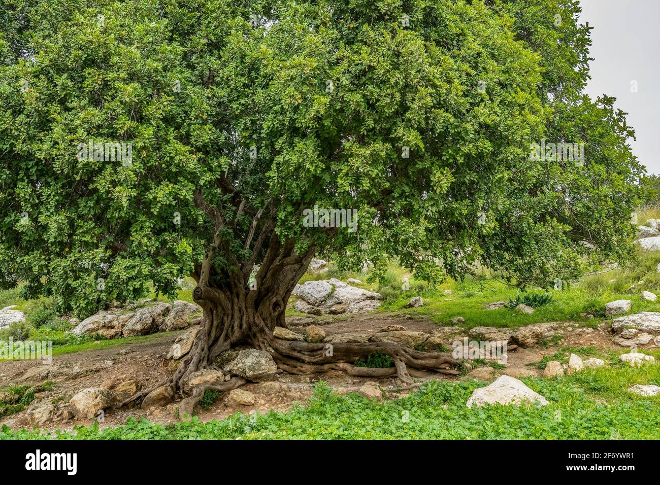 A big ancient carob tree, on a hillside in the Adullam region of Israel ...