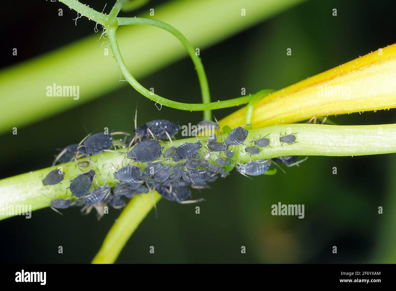 Beet Leaf Aphid High Resolution Stock Photography and Images - Alamy