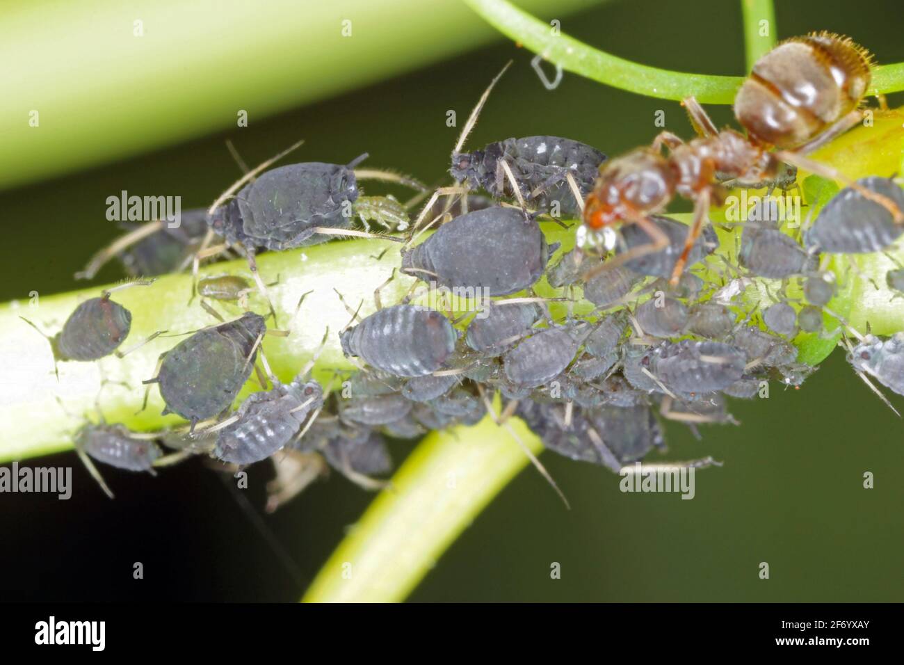 The black bean aphid (Aphis fabae) is a member of the order Hemiptera ...